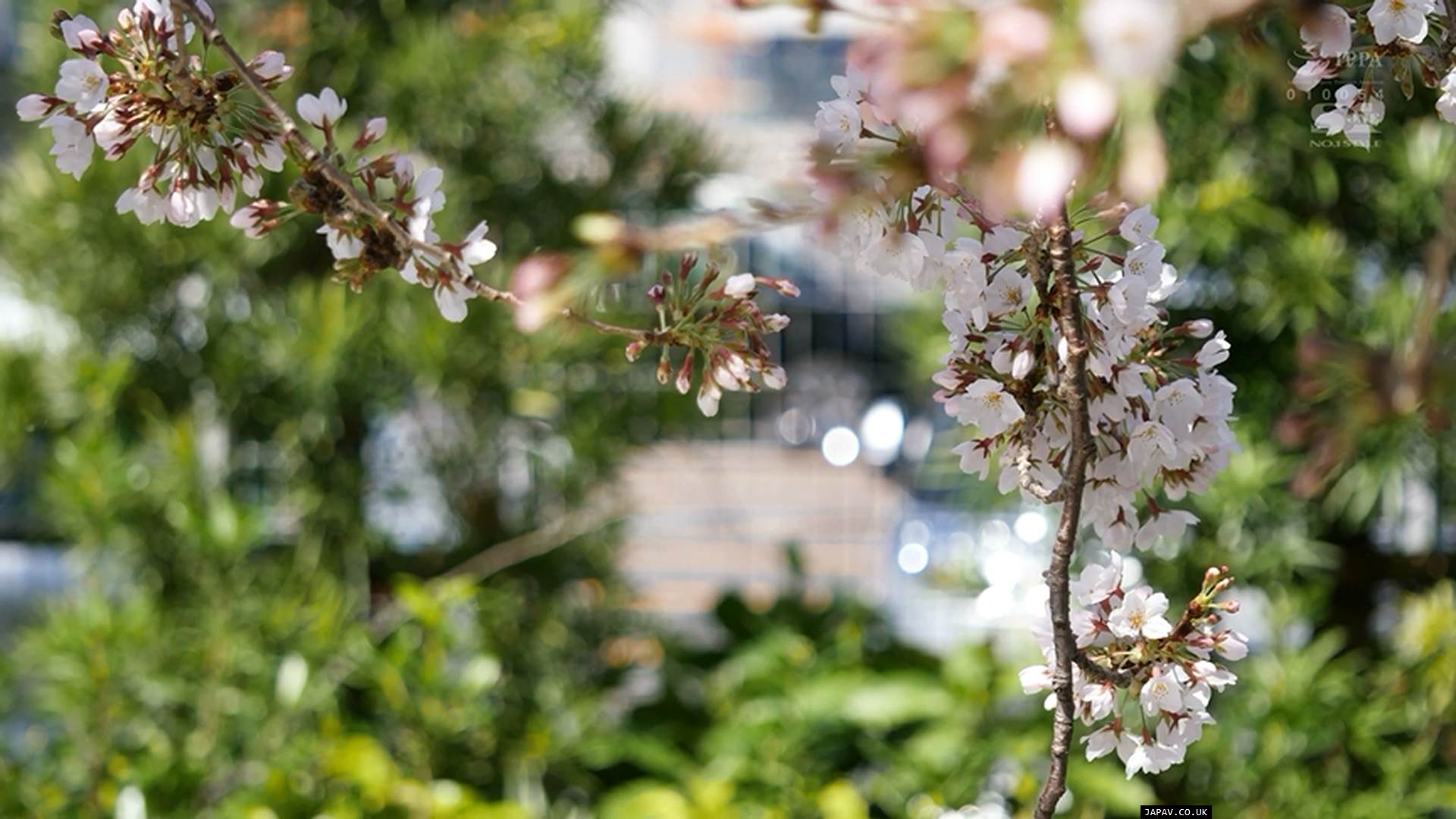 sone-405 Saika Kawakita 河北彩花 | jap av